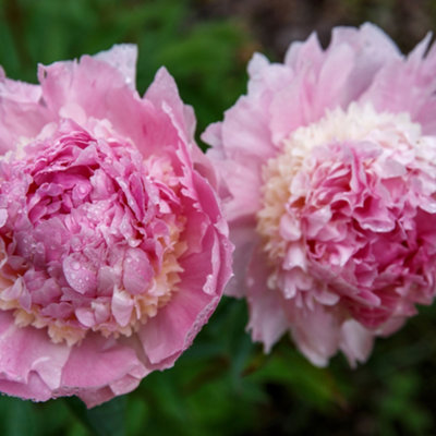 Peony - Paeonia lactiflora Mary Brand - Supplied as a bare root with 3 ...