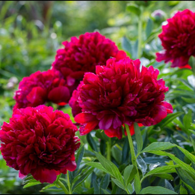 Peony - Paeonia lactifolia Command Performance - Supplied as a bare ...