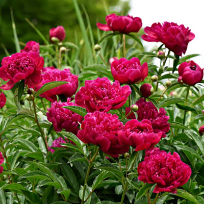 Peony - Paeonia lactifolia Kansas - supplied as a bare root with 3-5 eyes