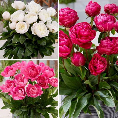 Peony Patio Trio Mix Stunning Perennial 6 Bare Roots