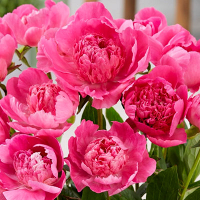 Peony Rome Stunning Perennial 1 Bare Root