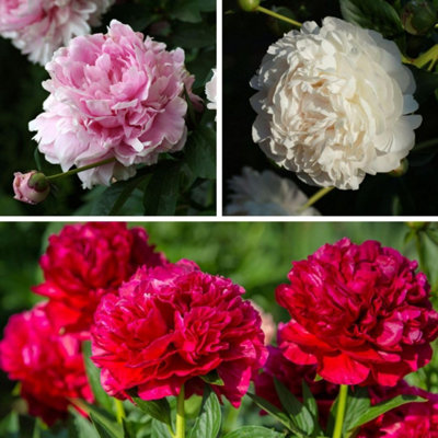 Peony Scented Mix 3 Bare Roots