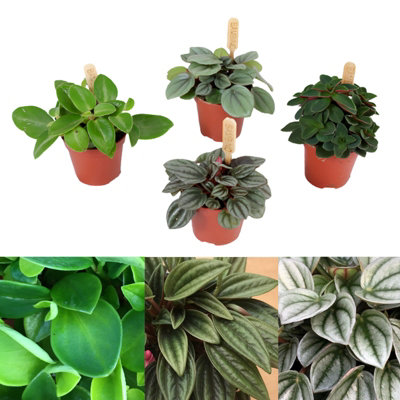 Peperomia 3 Plant Mix - 3 Indoor Plants in 6cm Pots - Ideal for ...