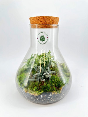 Peperomia and Fittonia Terrarium - Lab Flask - Bioactive and Fully ...