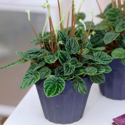 Peperomia caperata Lilian Houseplant - Radiatior Plant with Ruffled ...