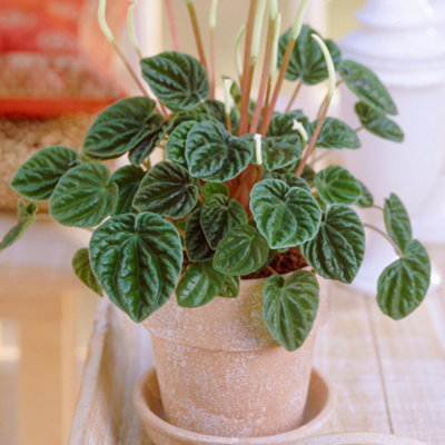 Peperomia caperata Lilian - Houseplant with Ruffled Dark Green Leaves ...