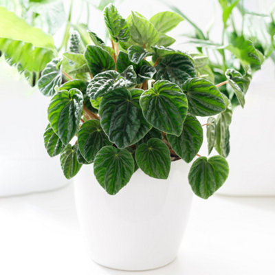 Peperomia caperata Lilian - Ideal Indoor Plant for Small Spaces ...
