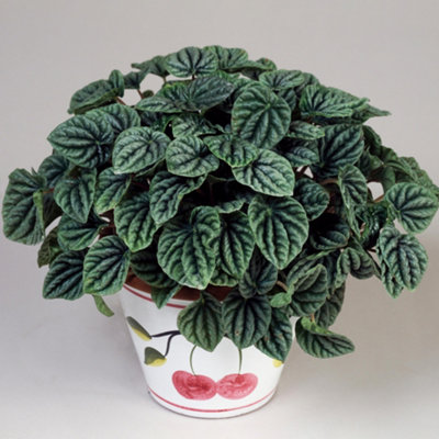 Peperomia caperata Lilian - Indoor Plant with Textured Evergreen Leaves ...
