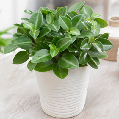 Peperomia Pixie Wonderwing - Bright Green Leaves, Teardrop Peperomia, Compact Size (10-20cm ...