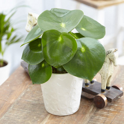 PEPEROMIA POLYBOTRYA RAINDROP 12CM POT 25CM TALL FOLIAGE HOUSE PLANTS