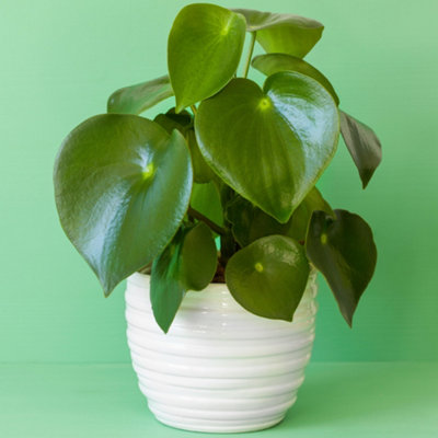 Peperomia polybotrya Raindrop - Evergreen Tabletop Plant, Indoor ...