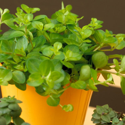 Peperomia rotundifolia - Bright Green Foliage, Trailing Stems, Indoor ...