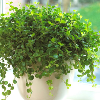 Peperomia rotundifolia - Evergreen Trailing Jade Houseplant, Indoor ...
