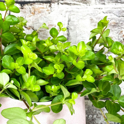 Peperomia rotundifolia - Trailing Jade Houseplant, Indoor Plant Ideal ...