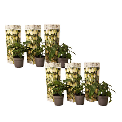 Pepino melon - 6 pcs. - Solanum Muricatum Pepino gold - Height 25-40cm ...