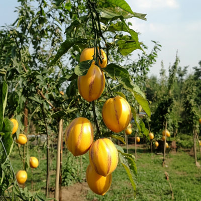 Pepino melon - 6 pcs. - Solanum Muricatum Pepino gold - Height 25-40cm ...