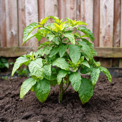 Pepino melon - 6 pcs. - Solanum Muricatum Pepino gold - Height 25-40cm ...