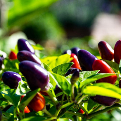 Pepper Chilli Prairie Fire Sweet & Spicy Ornamental Chilli Plant for ...