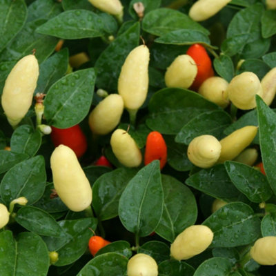 Pepper Chilli Prairie Fire Sweet & Spicy Ornamental Chilli Plant for ...