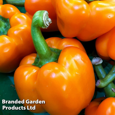 Pepper Grafted Sweet Eternity 3 PostiPlug Plants