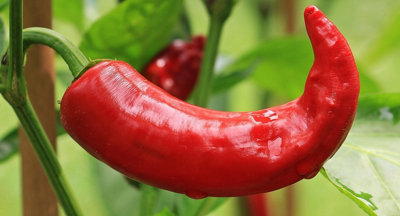 Pepper Long Horn 3 Plug plants Veg plants