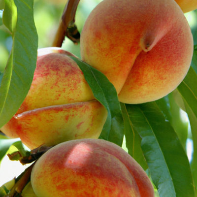 Peregrine Peach (Prunus persica) Tree - 7Ltr Potted