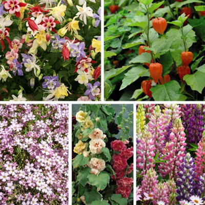 Perennial Collection 36 Bare Roots