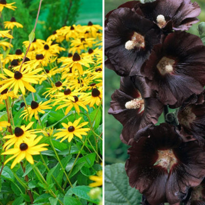 Perennial Cut Flower Duo 12 Bare Root Plants