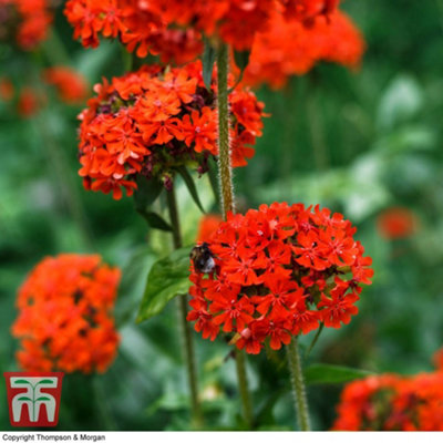 Perennial - Lychnis Chalcedonica - 1 Packet (60 Seeds)