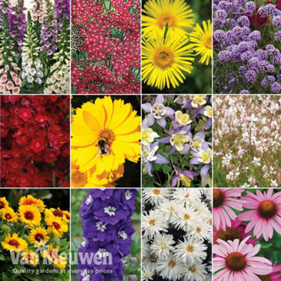 Perennial Nurserymans Choice Mix 72 Plug Plants