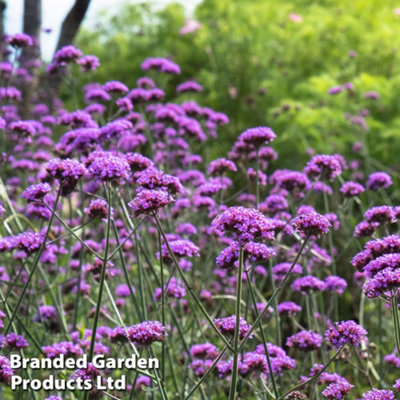 Perennial - Verbena Bonariensis - 6 Bare Root Plants - Loved by Pollinators