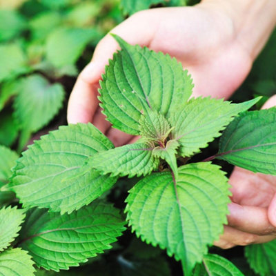 Perilla frutescens Britton Culinary Ornamental Herb - Attractive ...