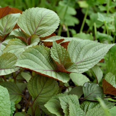 Perilla frutescens Britton Culinary Ornamental Herb - Attractive ...