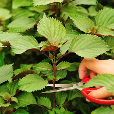 Perilla frutescens Britton Culinary Ornamental Herb - Attractive ...
