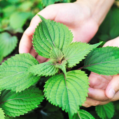 Perilla frutescens Britton Korean Perilla Herb Beefsteak Aromatic ...