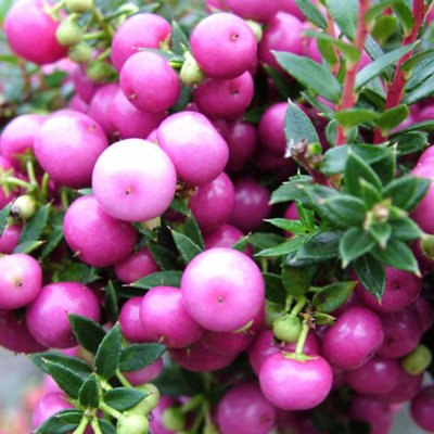 Pernettya Pink - Vibrant Berried Shrub, Perfect for Autumn Color (10.5cm)