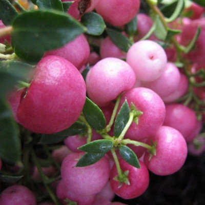 Pernettya Pink - Vibrant Berried Shrub, Perfect for Autumn Color (10.5cm)