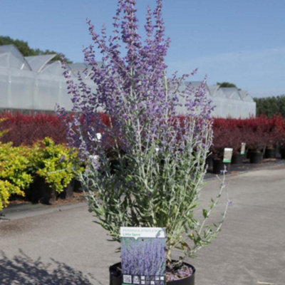 Perovskia Atriplicifolia Blue Spire 1 Litre Potted Plant x 1