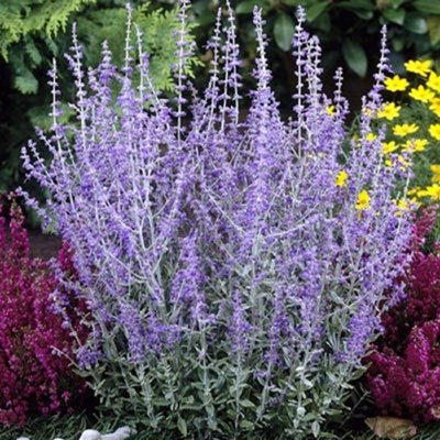 Perovskia Blue Spire Garden Plant - Fragrant Grey-Green Foliage ...