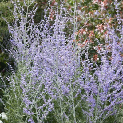 Perovskia Blue Spire Russian Sage 9cm Pot Shrub Plant