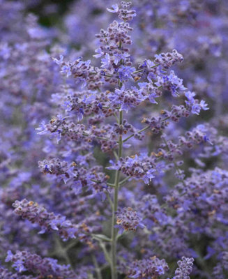 Perovskia Bluesette - Compact Russian Sage 3 Young Plants