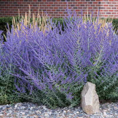 Perovskia Russian Sage Prime Time 2 x 9cm Pot - Hardy Aromatic ...