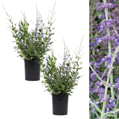 Perovskia Russian Sage Prime Time 2 x 9cm Pot - Hardy Aromatic ...