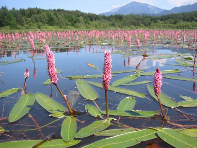 Persicaria amphibia - 3x 1Ltr Plants - Marginal Aquatic Pond Plant