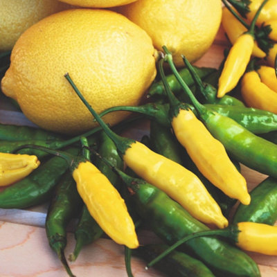 Peruvian Lemon Drop Hot Pepper - Fruity Citrus Chilli Seeds - Thompson ...