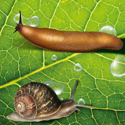 Pestshield Organic Slug & Snail Killer Ferric Phosphate Mini Blue ...