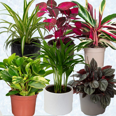 Pet Friendly Plants Indoor - Mix of 6 Real House Plants in 13cm Growers ...