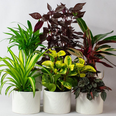Pet Friendly Plants Indoor - Mix of 6 Real House Plants in 13cm Growers ...