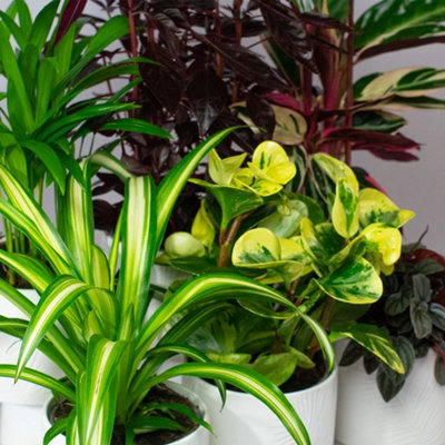 Pet Friendly Plants Indoor - Mix of 6 Real House Plants in 13cm Growers ...