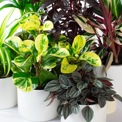 Pet Friendly Plants Indoor - Mix of 6 Real House Plants in 13cm Growers ...